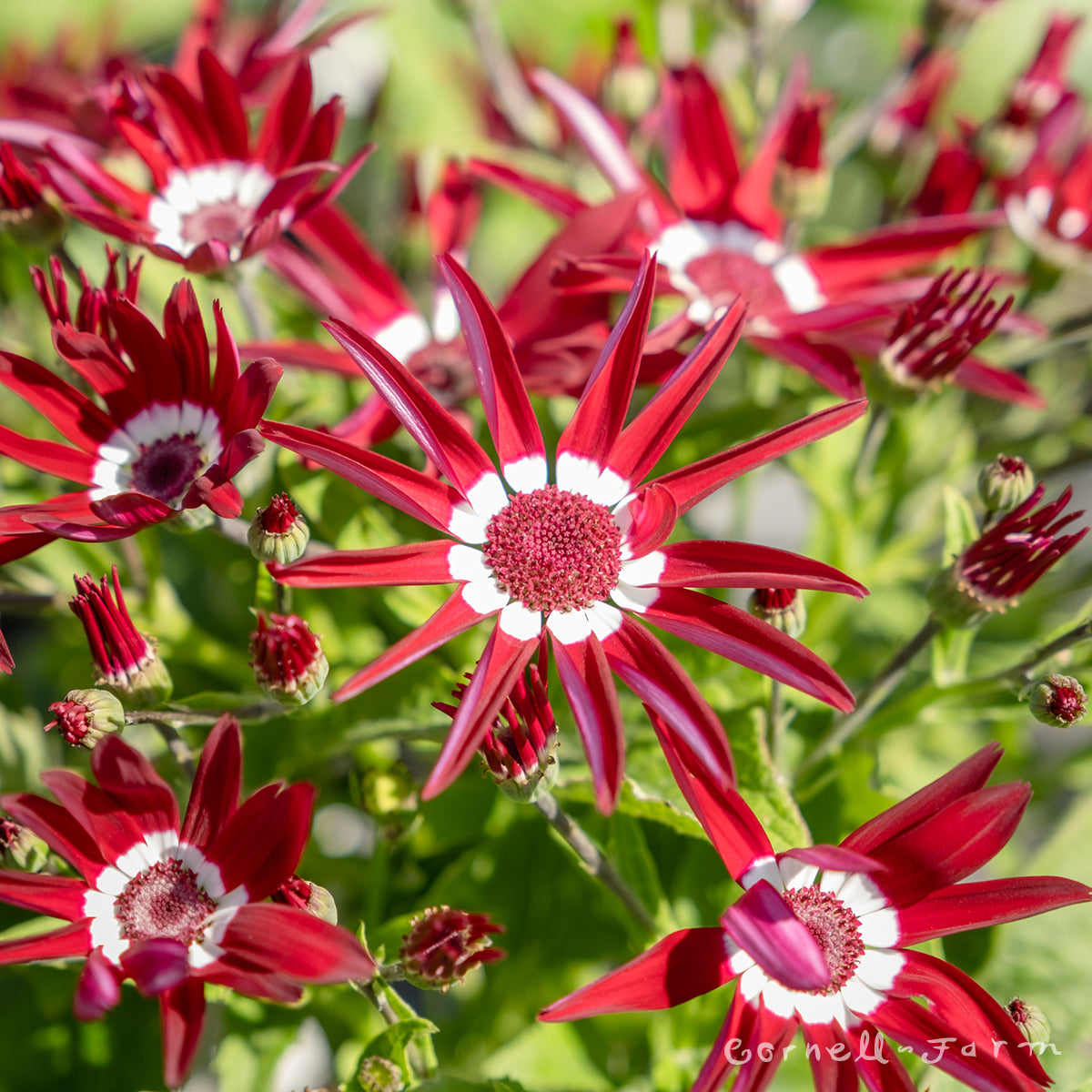 Pericallis Senetti Red Halo 6in Cineraria – Cornell Farm