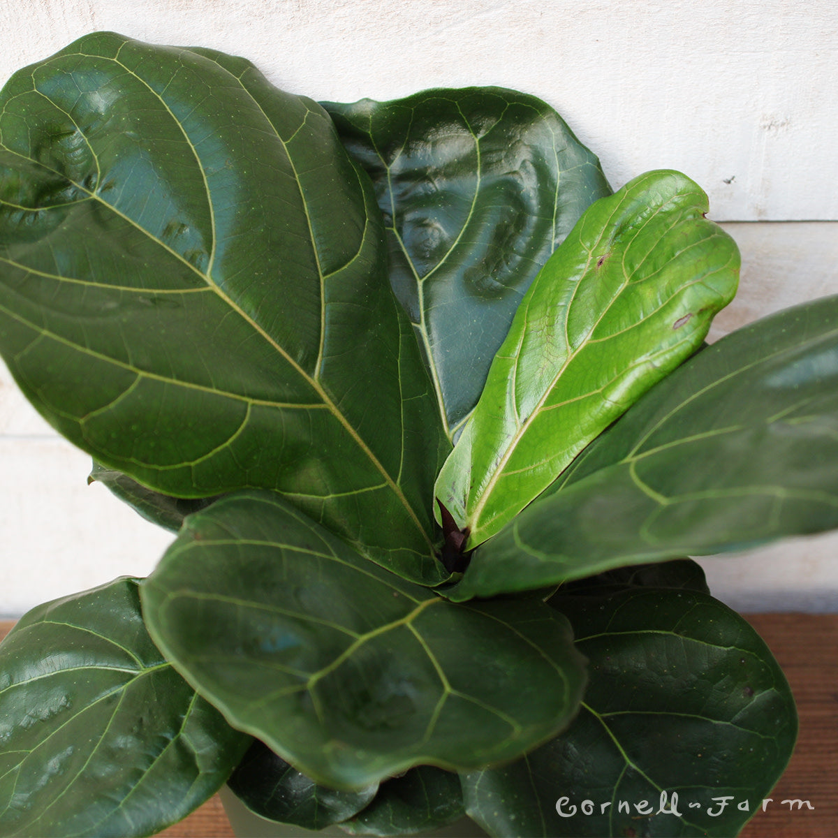 Ficus lyrata 10in Fiddle Leaf Fig Bush – Cornell Farm