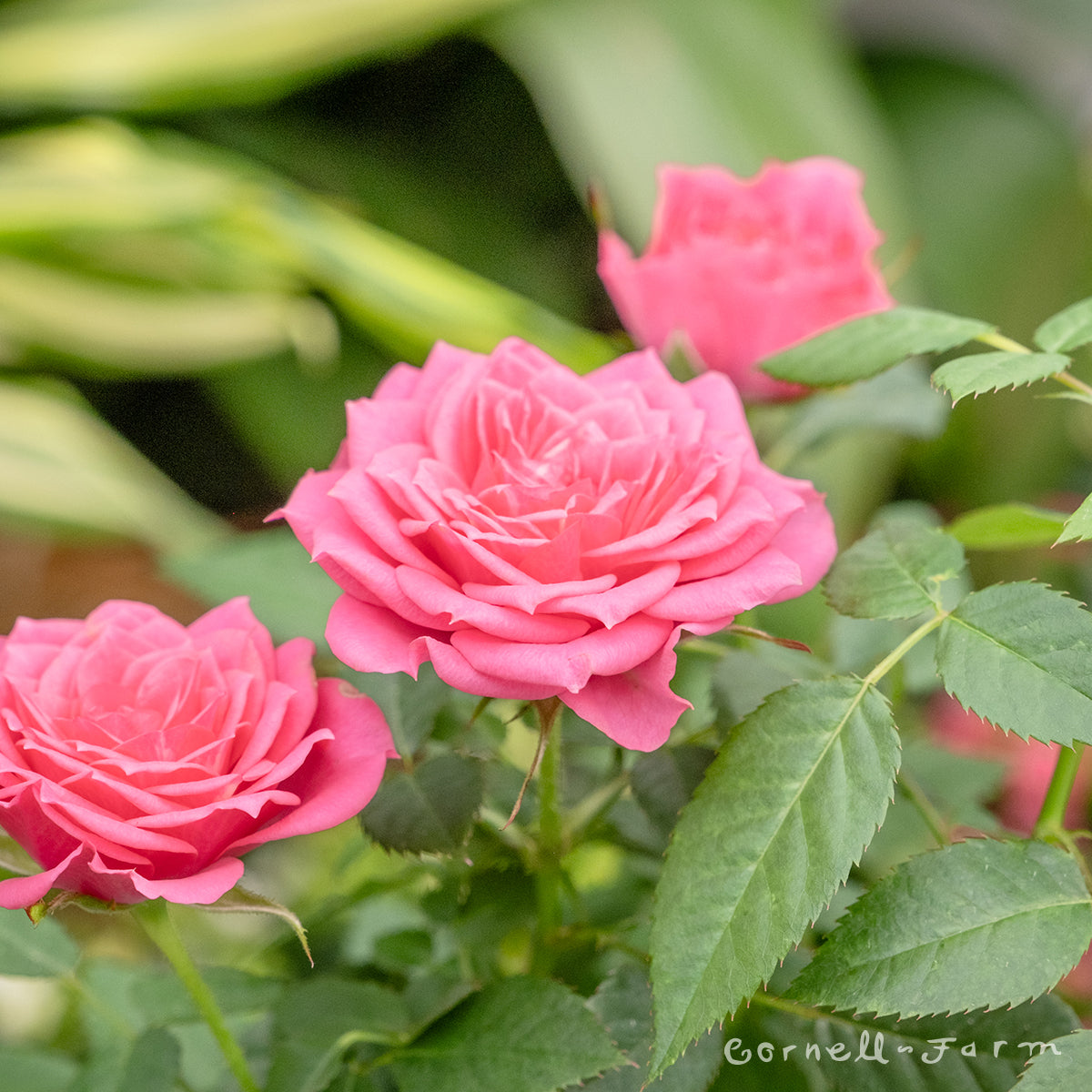 Mini Rose 4in Assorted – Cornell Farm