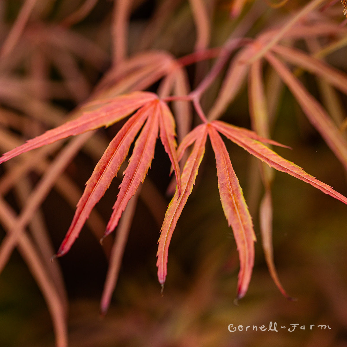 Acer p. l. Red Spider 6-7ft 1.5in Japanese Maple – Cornell Farm