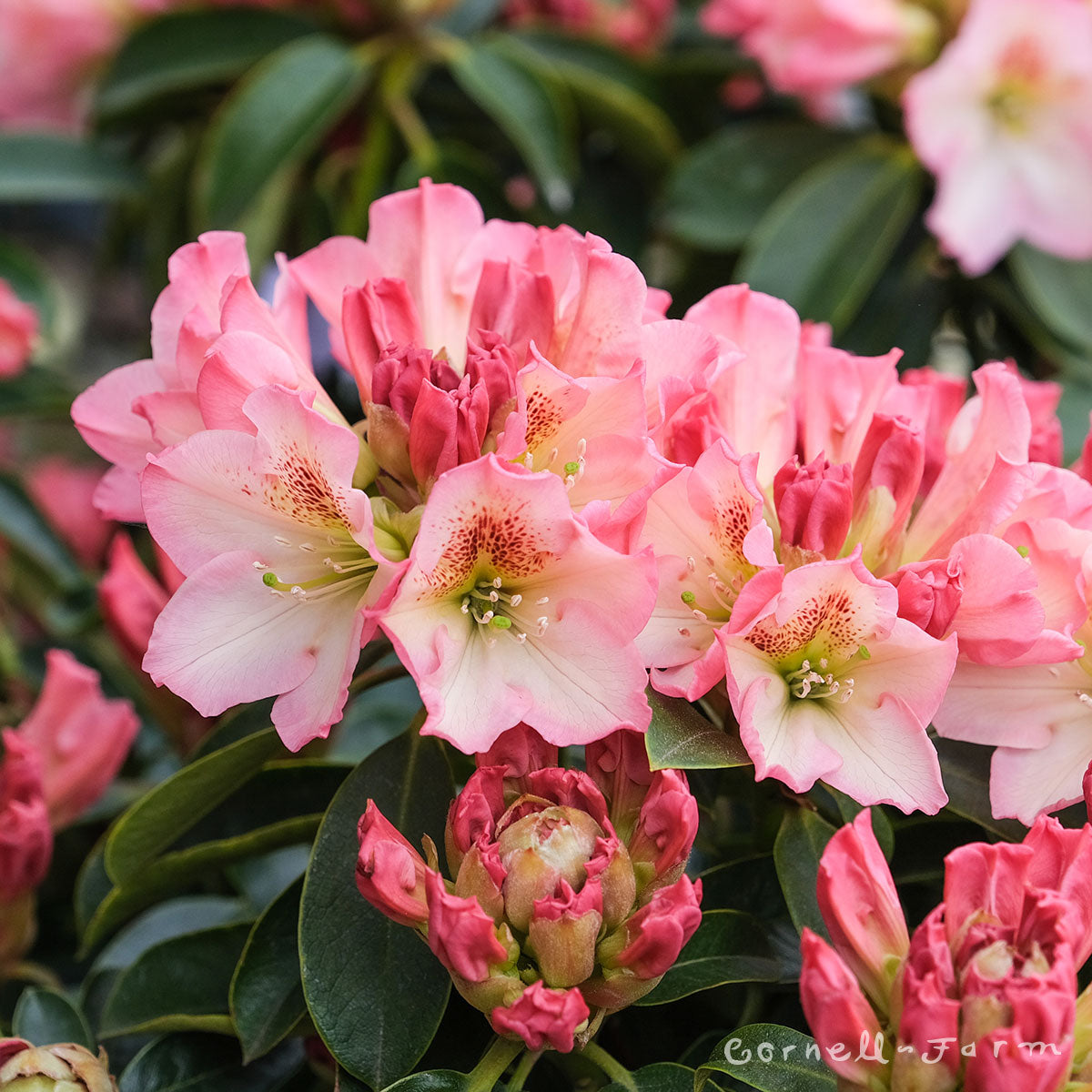 Rhododendron Coral Mist 1gal – Cornell Farm