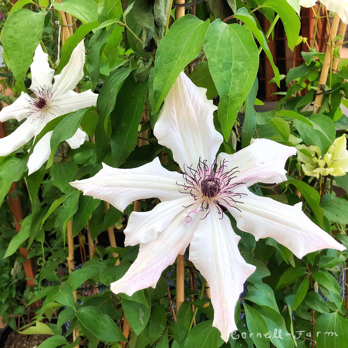 Clematis Vancouver Fragrant Star 5gal – Cornell Farm