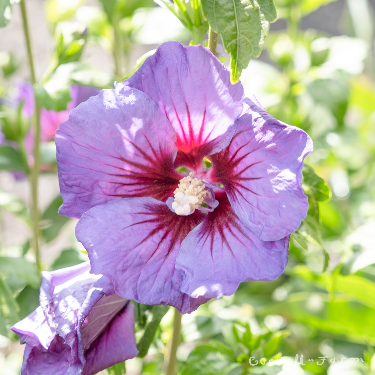 Hibiscus s. Chateau Versailles 2gal Hardy Rose of Sharon – Cornell Farm