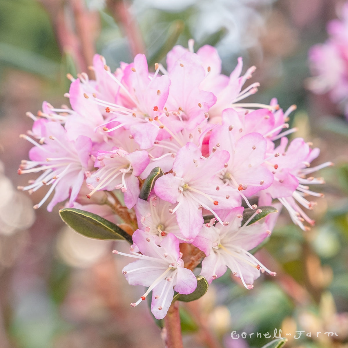 Rhododendron racemosum 6gal Pink – Cornell Farm