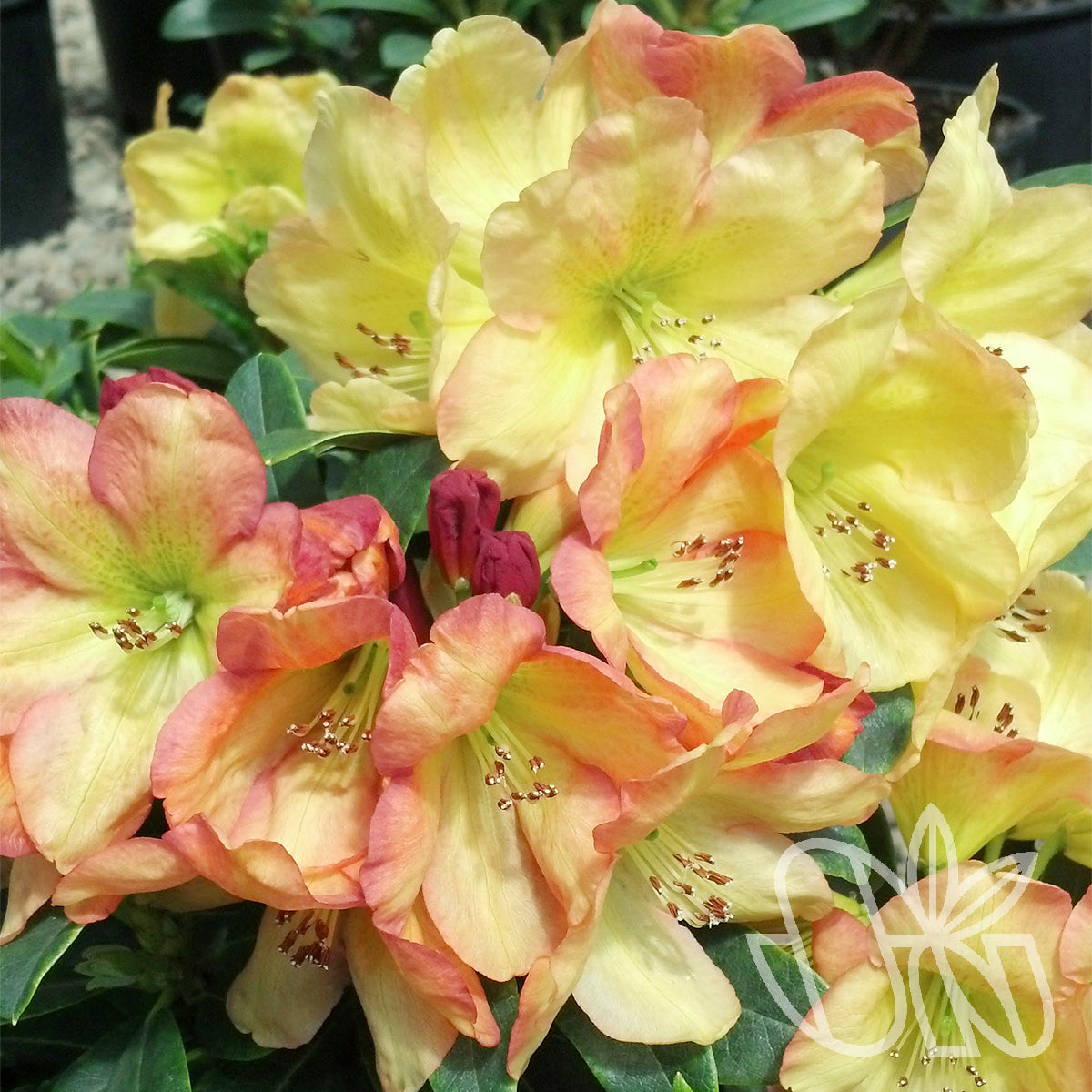 Rhododendron Golden Ruby 2gal – Cornell Farm