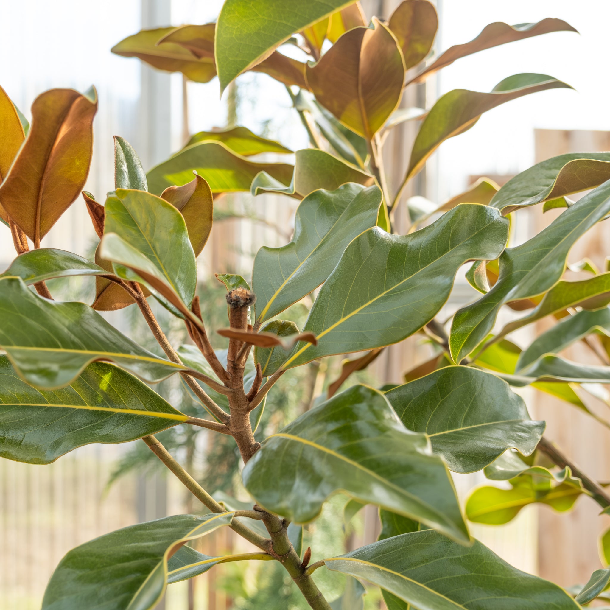 Magnolia grandiflora Kay Parris 10gal – Cornell Farm