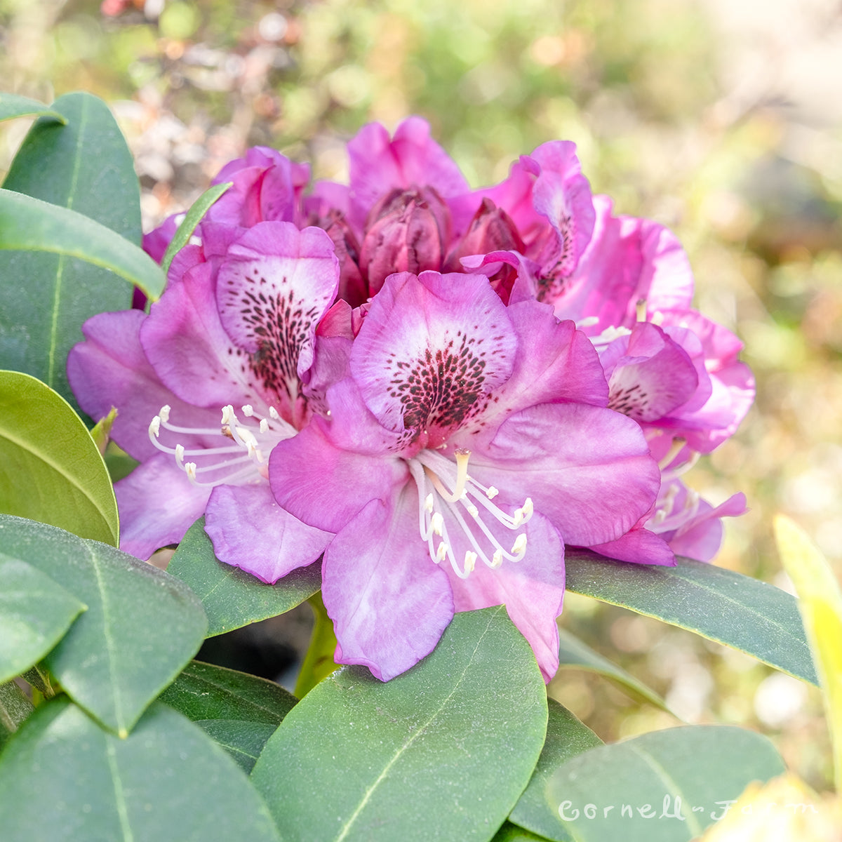 Rhododendron Violet Dream 7gal – Cornell Farm