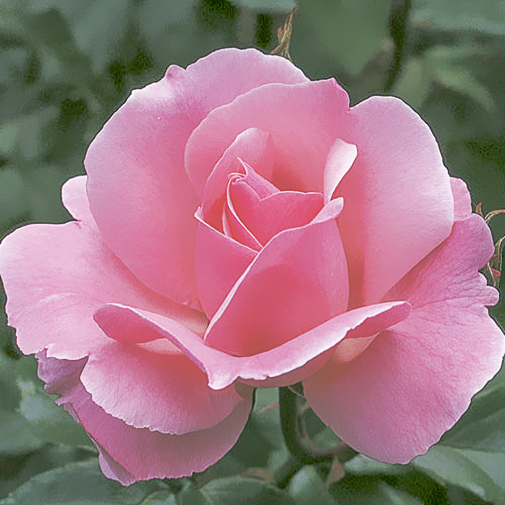 Rose Queen Elizabeth 5gal Grandiflora – Cornell Farm