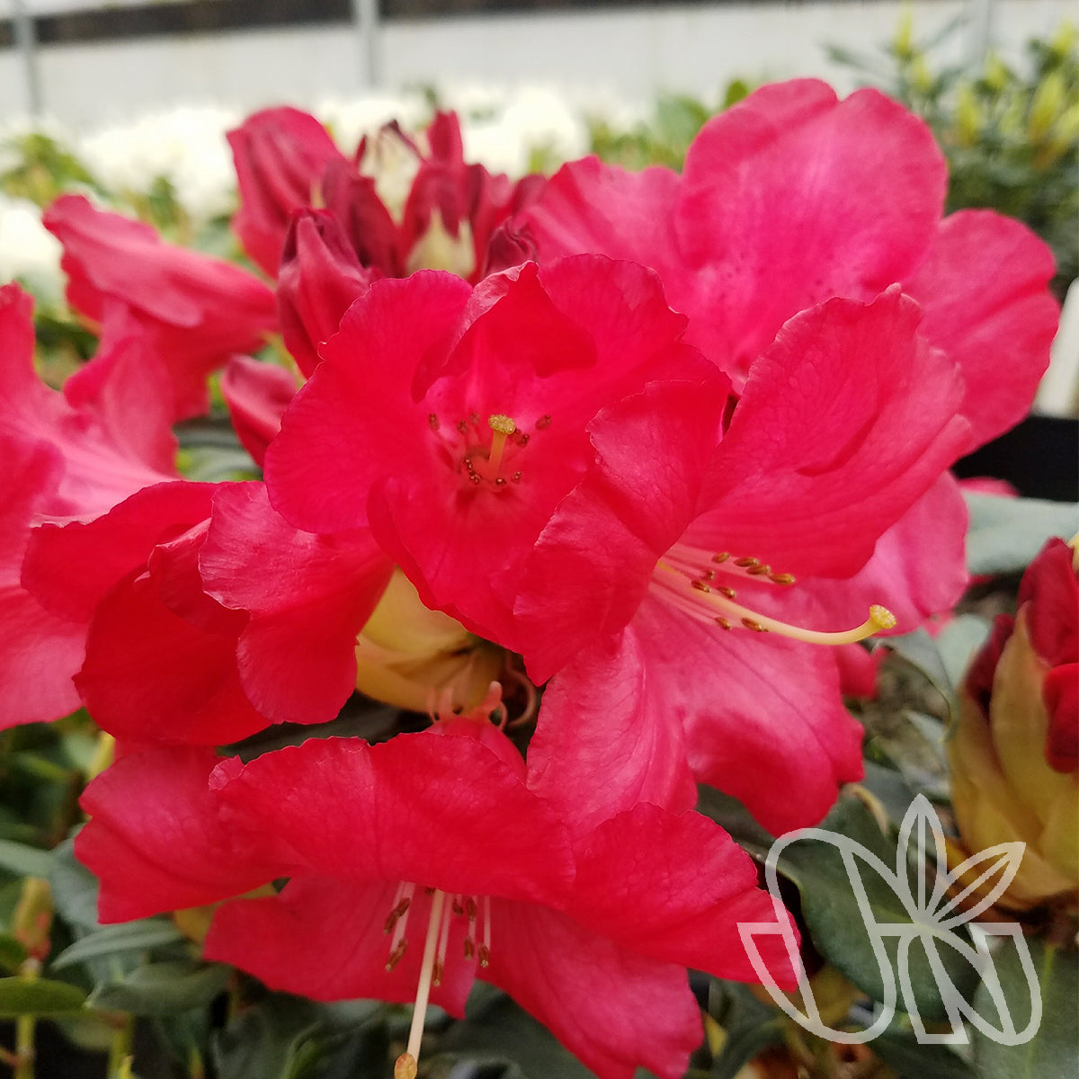 Rhododendron Halfdan Lem 6gal Red – Cornell Farm