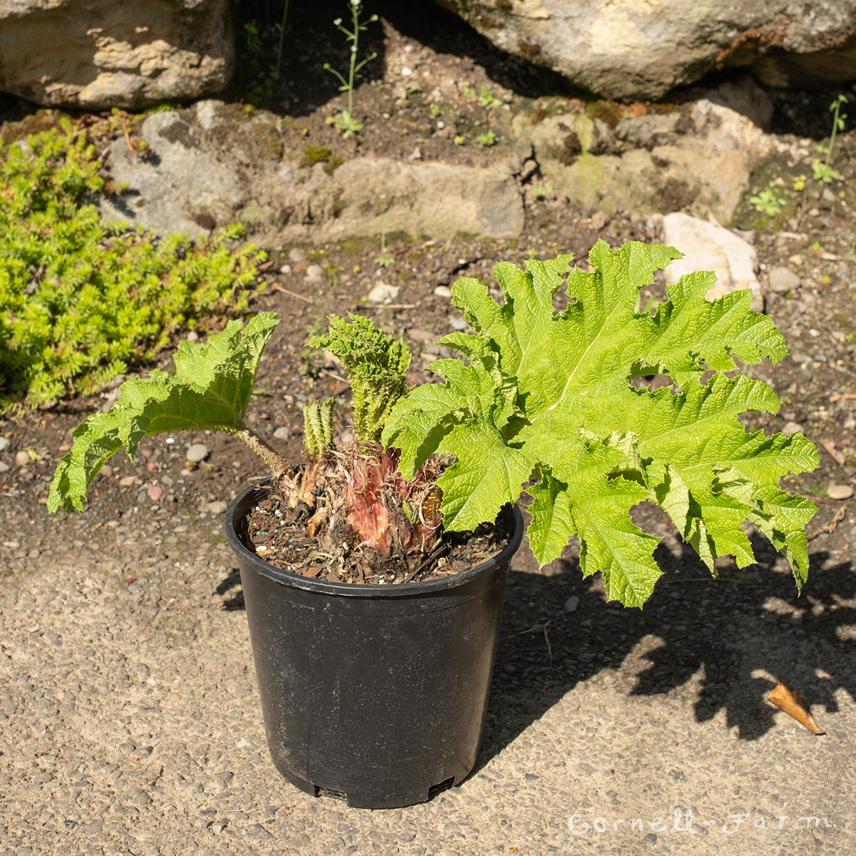 Gunnera tinctoria 2gal Dinosaur Food – Cornell Farm