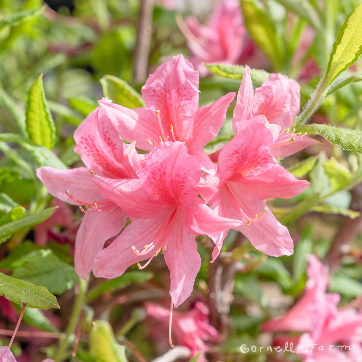 Azalea Rosy Lights 2gal Deciduous Azalea – Cornell Farm
