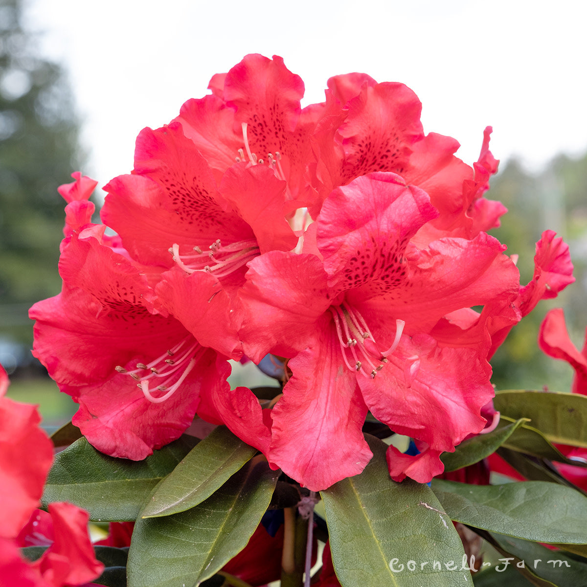 Rhododendron Jean Marie de Montague 3gal – Cornell Farm