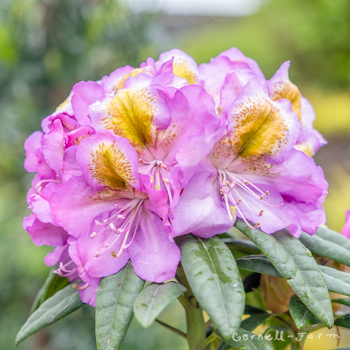 Rhododendron Edwin O Webber 21-24in Purple – Cornell Farm
