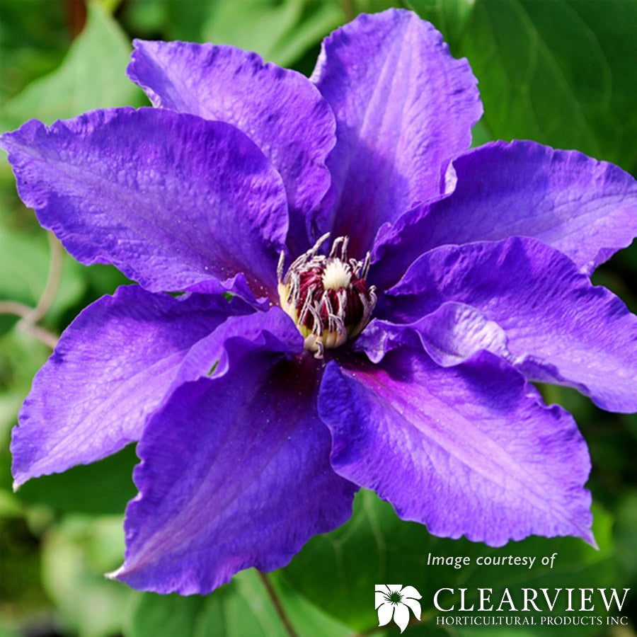 Clematis Vancouver Danielle 1gal violet-blue – Cornell Farm