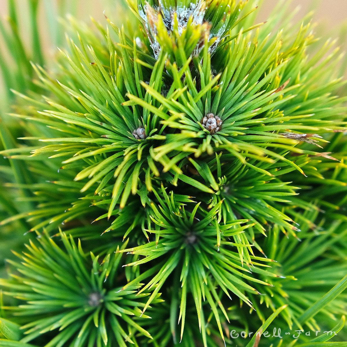 Pinus sylvestris Green Penguin 7gal Scots Pine – Cornell Farm