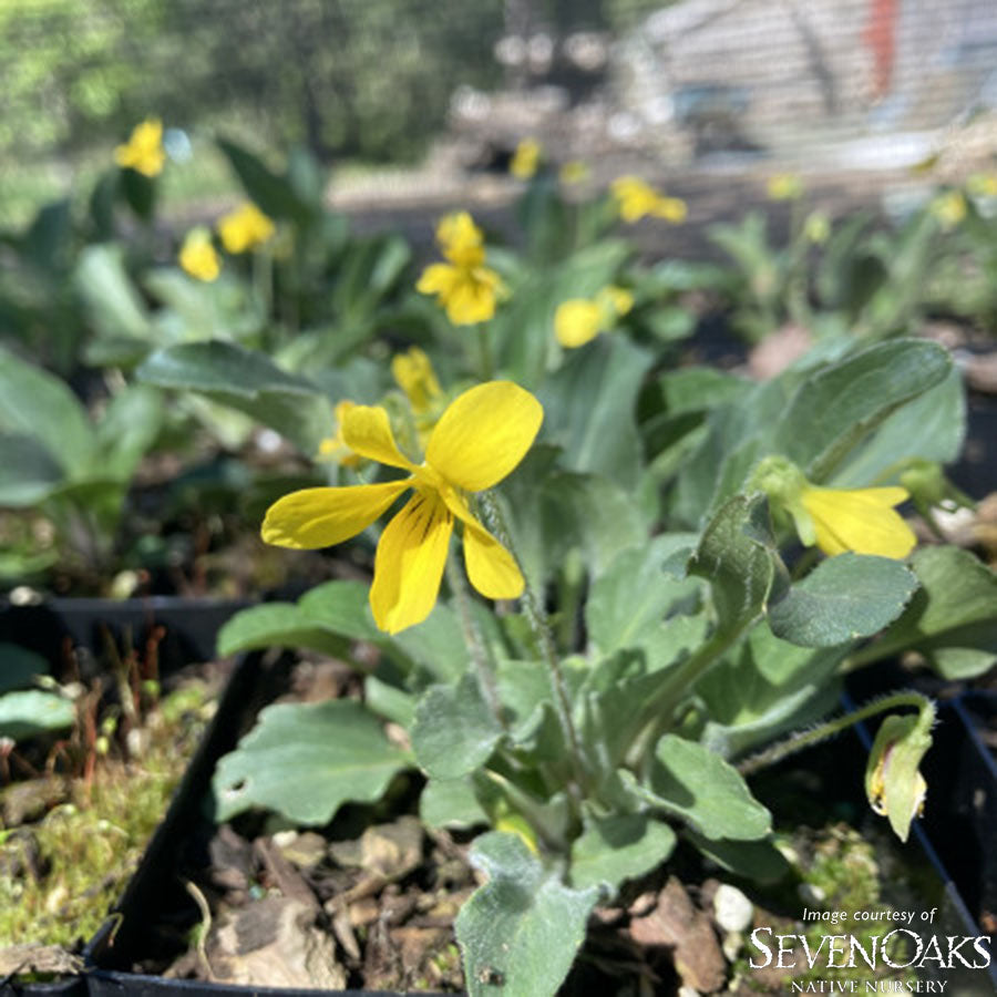 Viola praemorsa 4in Canary Violet/Astoria Violet/Yellow Montane Violet ...