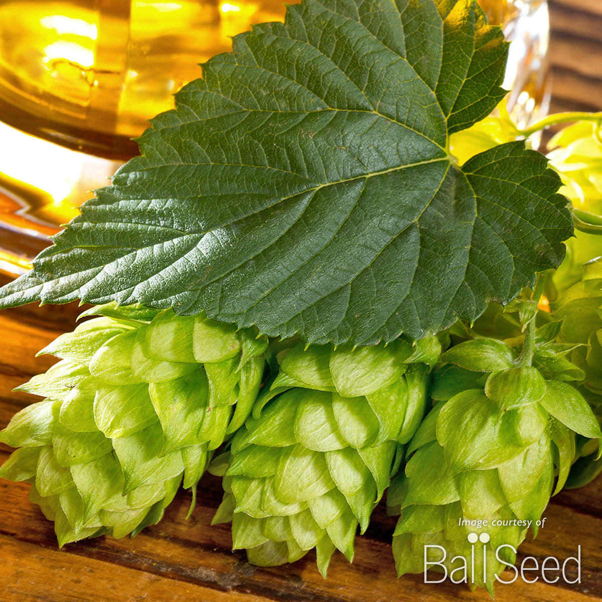 Hops Willamette 1gal Humulus lupulus CF – Cornell Farm