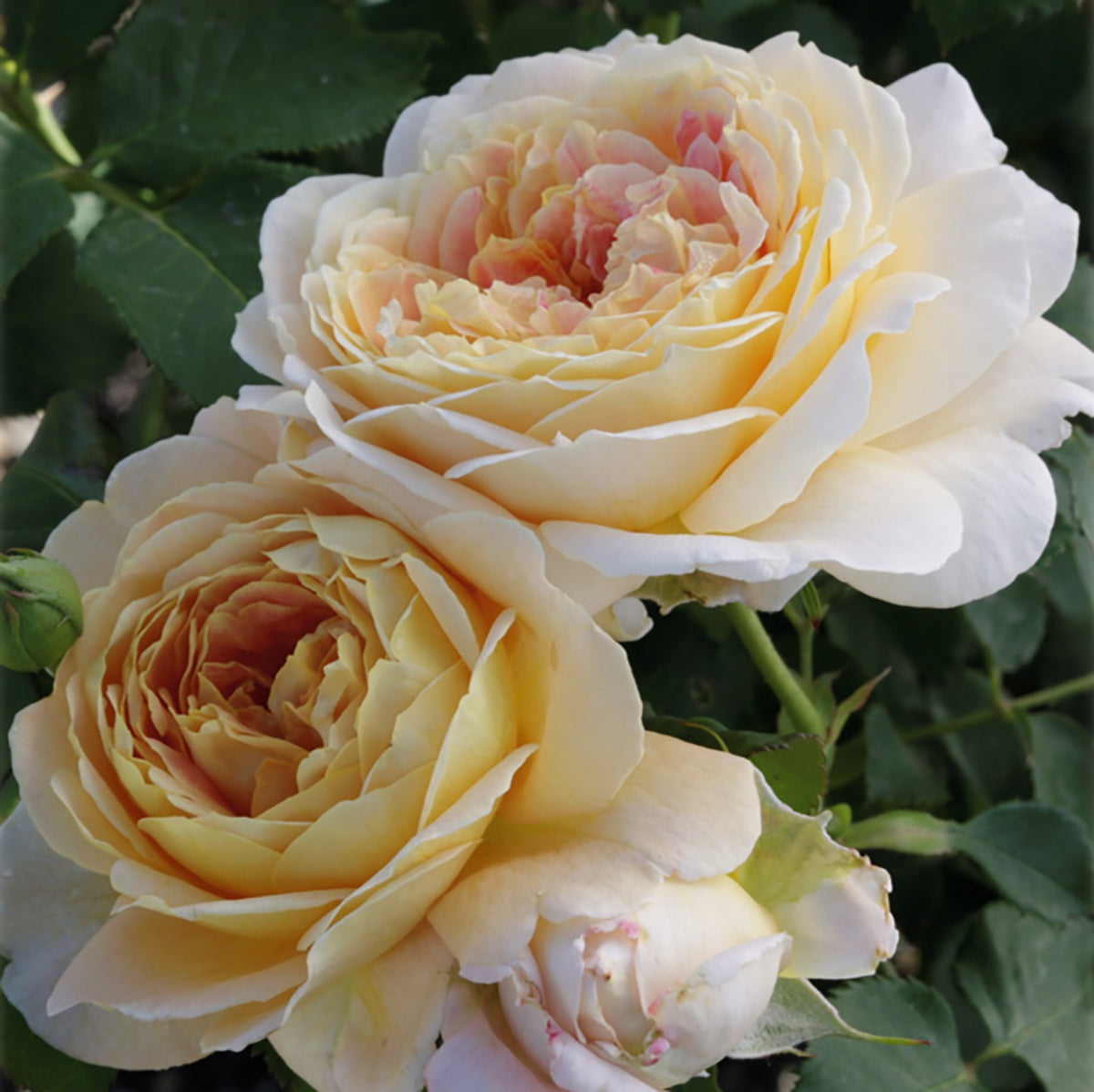 Rose Fun in the Sun 5gal Grandiflora – Cornell Farm