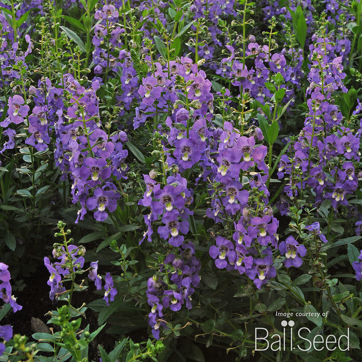Angelonia Archangel Purple 4.25in CF – Cornell Farm