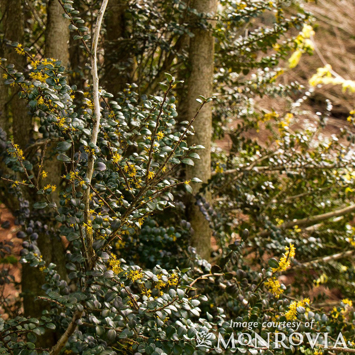Azara microphylla 5gal – Cornell Farm