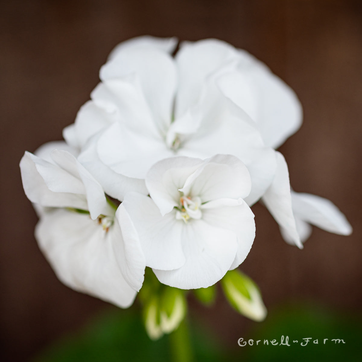 Geranium Calliope White Qrt. Medium CF – Cornell Farm