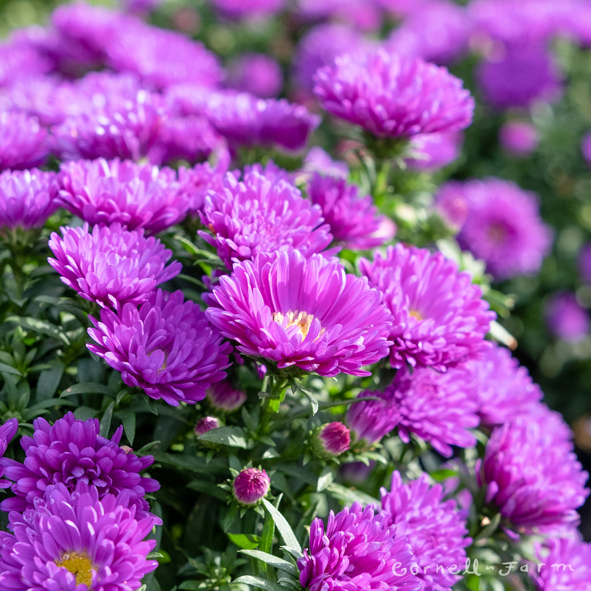 Aster Magic Purple 1gal Fall – Cornell Farm
