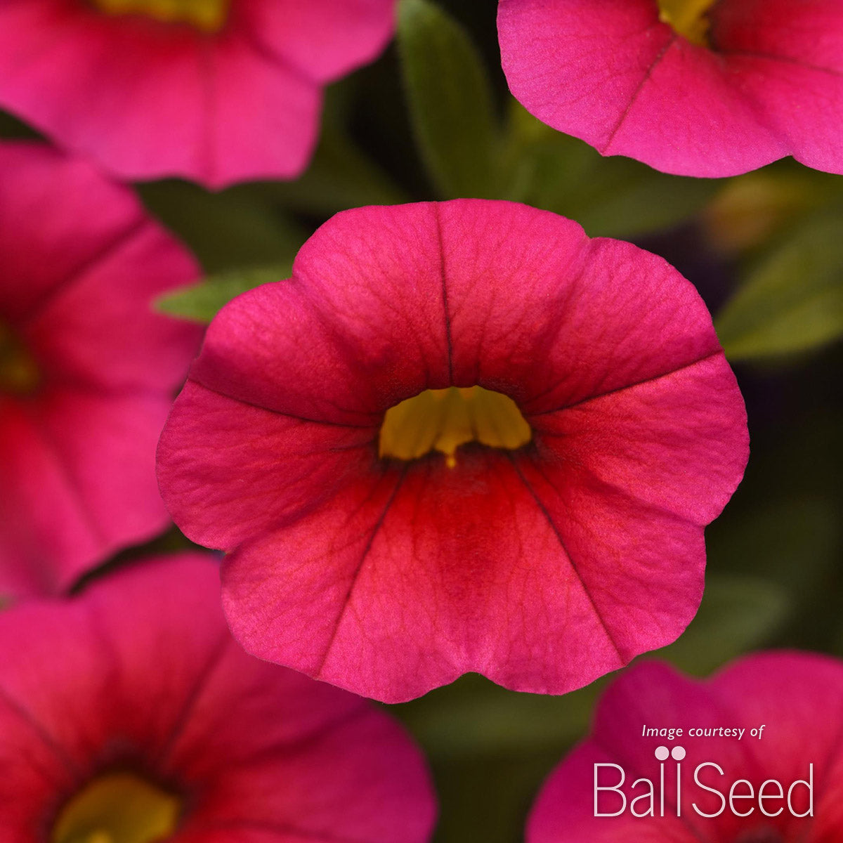 Calibrachoa Cabaret Hot Rose 4.25in CF – Cornell Farm
