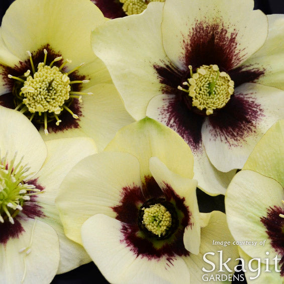 Helleborus Honeymoon Spanish Flare 1gal – Cornell Farm
