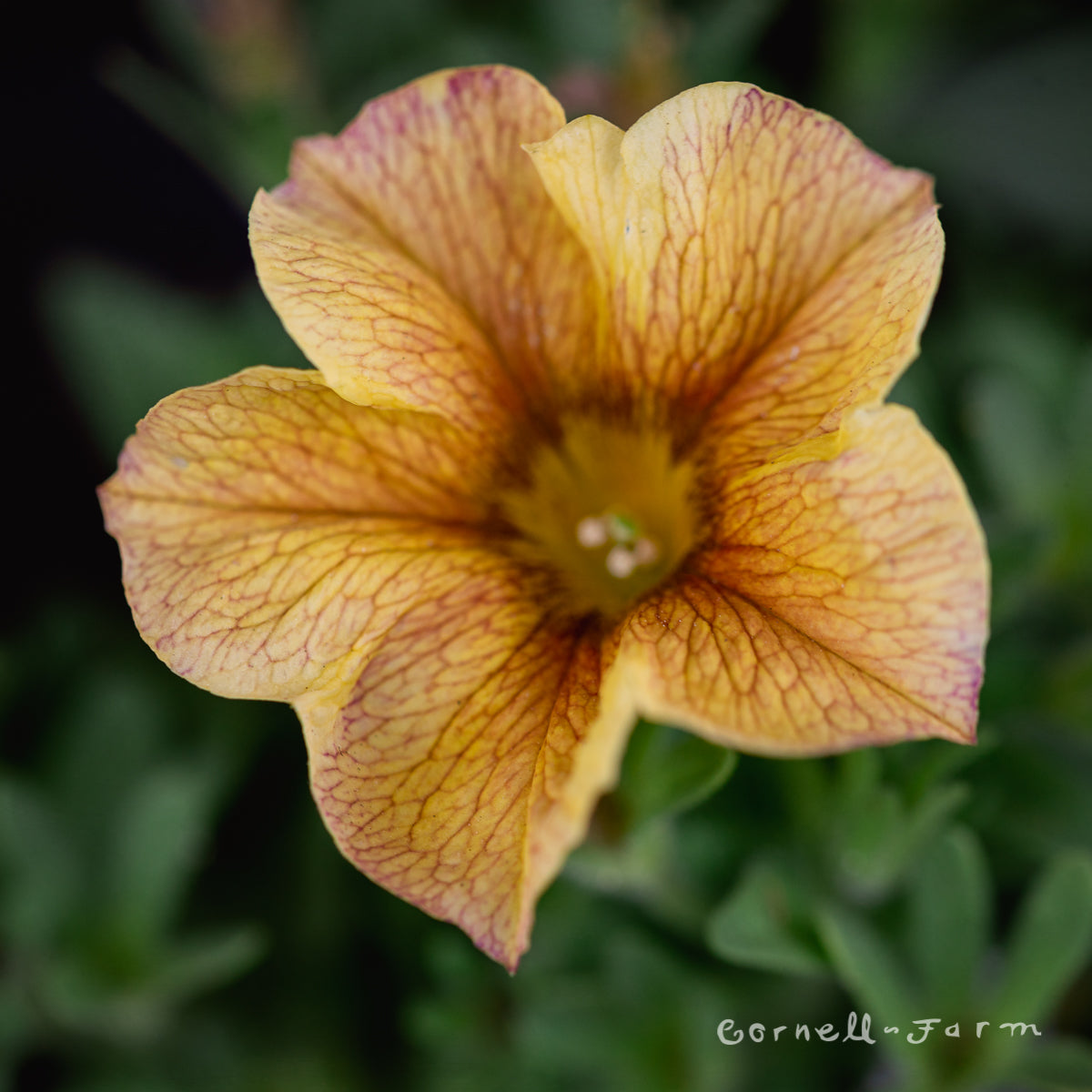 Petunia SuperCal Caramel Yellow 4.25in Premium CF – Cornell Farm