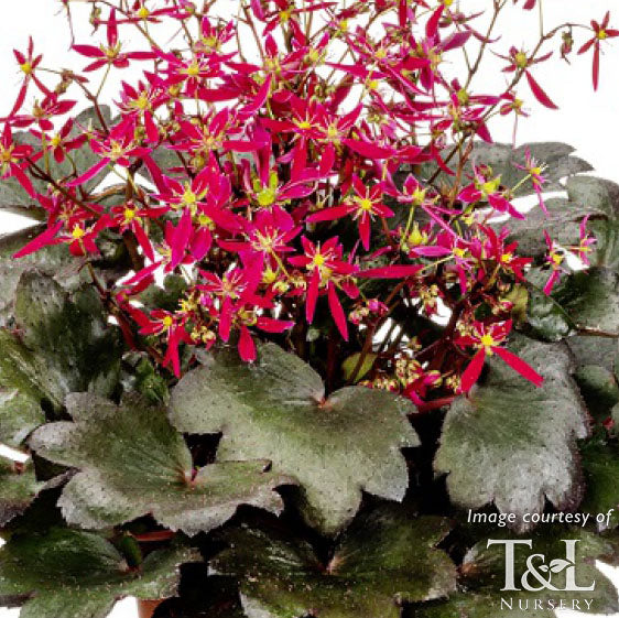 Saxifraga Dancing Pixies Taja qrt – Cornell Farm