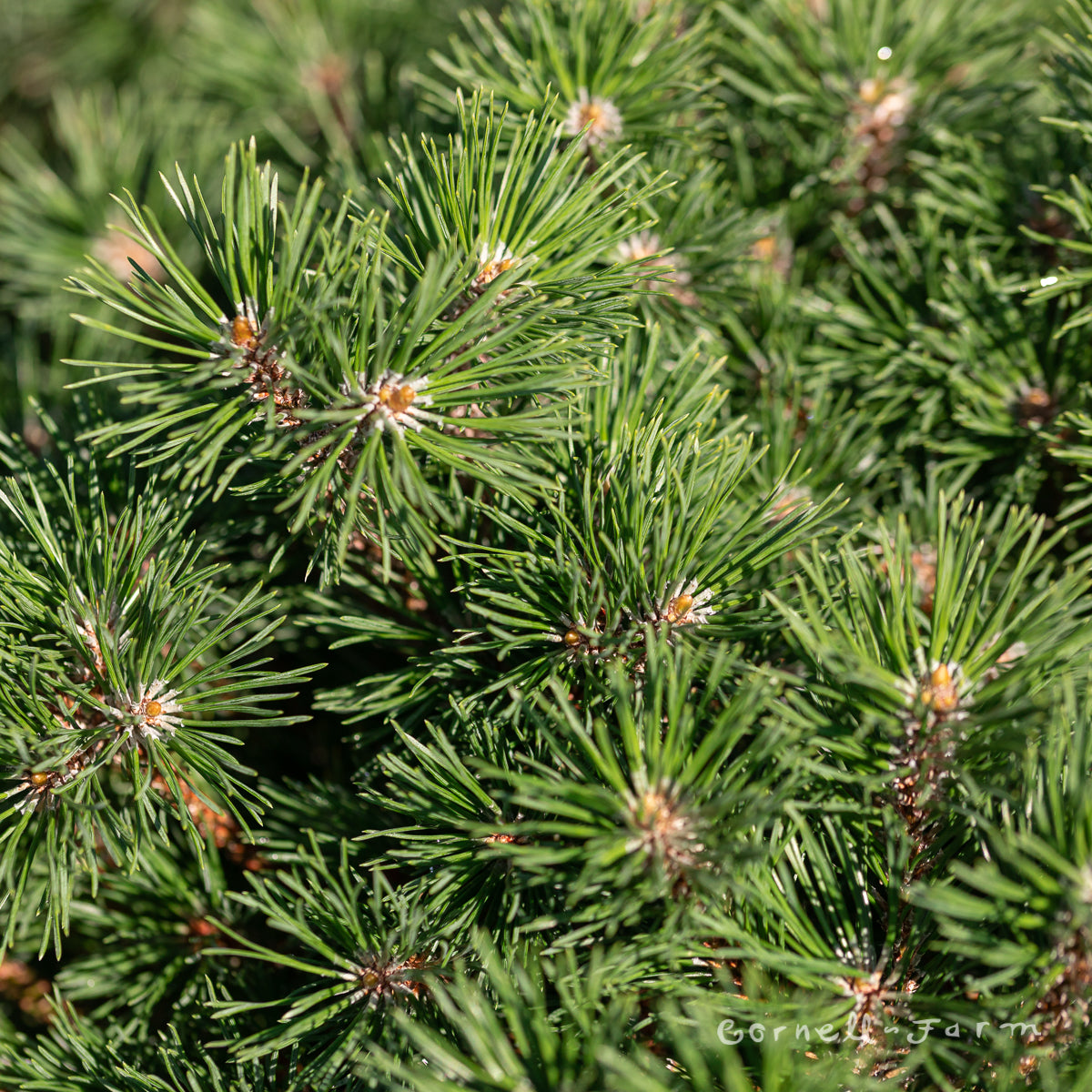 Pinus mugo Mops 6gal Mugo Pine – Cornell Farm