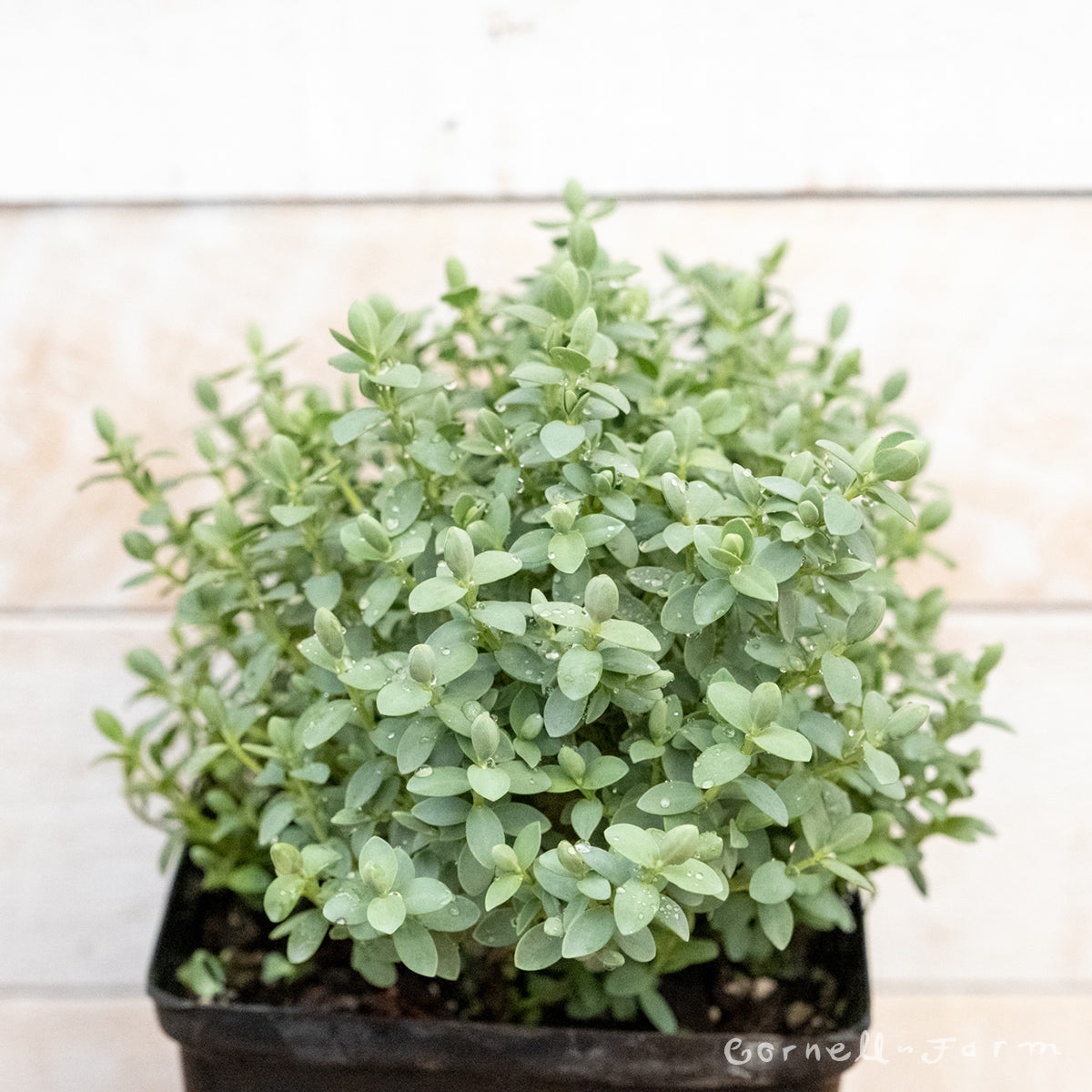 Hebe glaucophylla 1gal – Cornell Farm