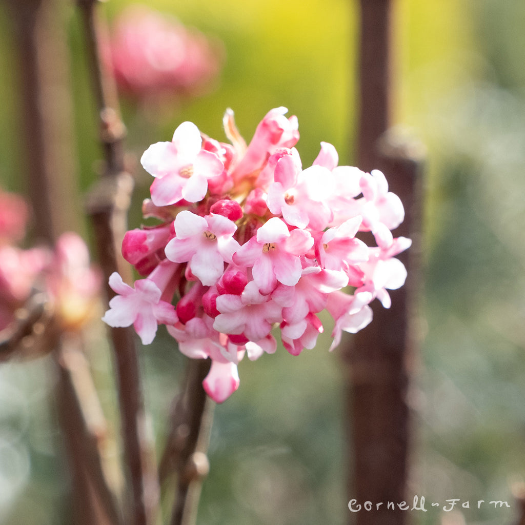 Viburnum x bodnantense Pink Dawn 5gal Cornell Farm