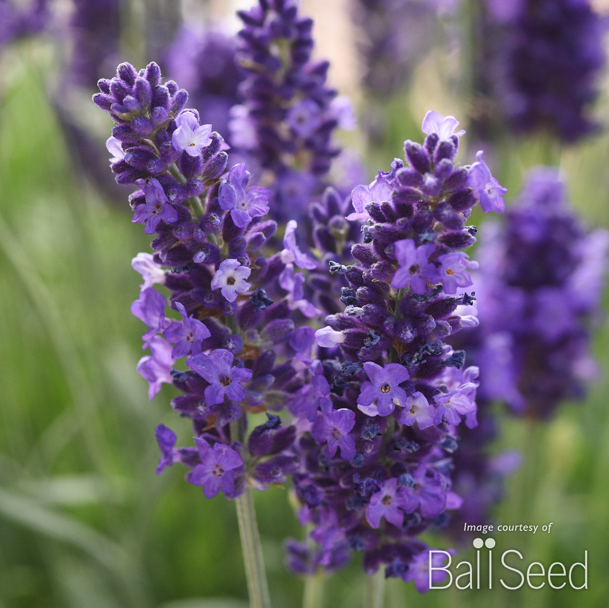 Lavandula x a. Blue Spear 4in Lavender – Cornell Farm