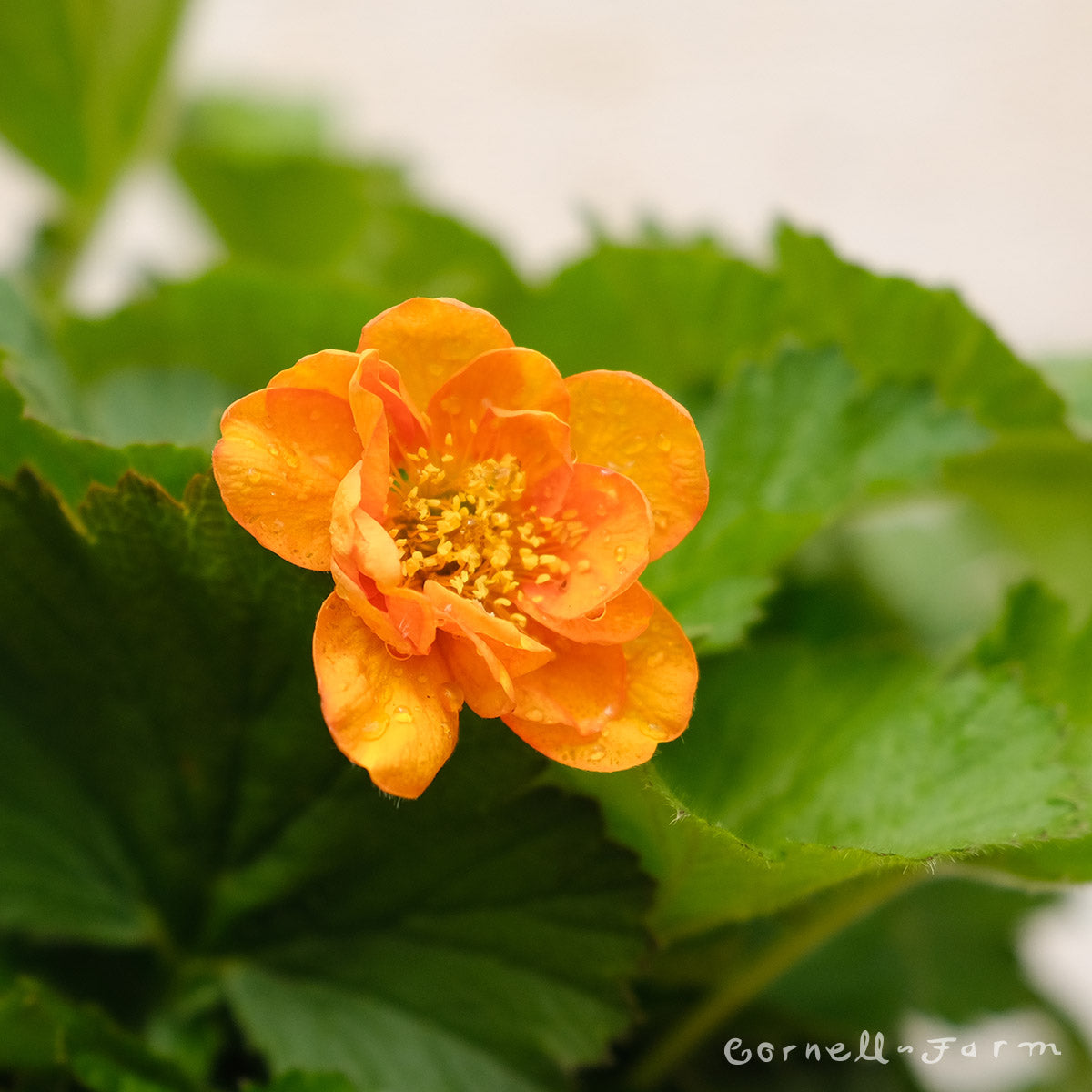 Geum Fire Storm 1gal CF – Cornell Farm