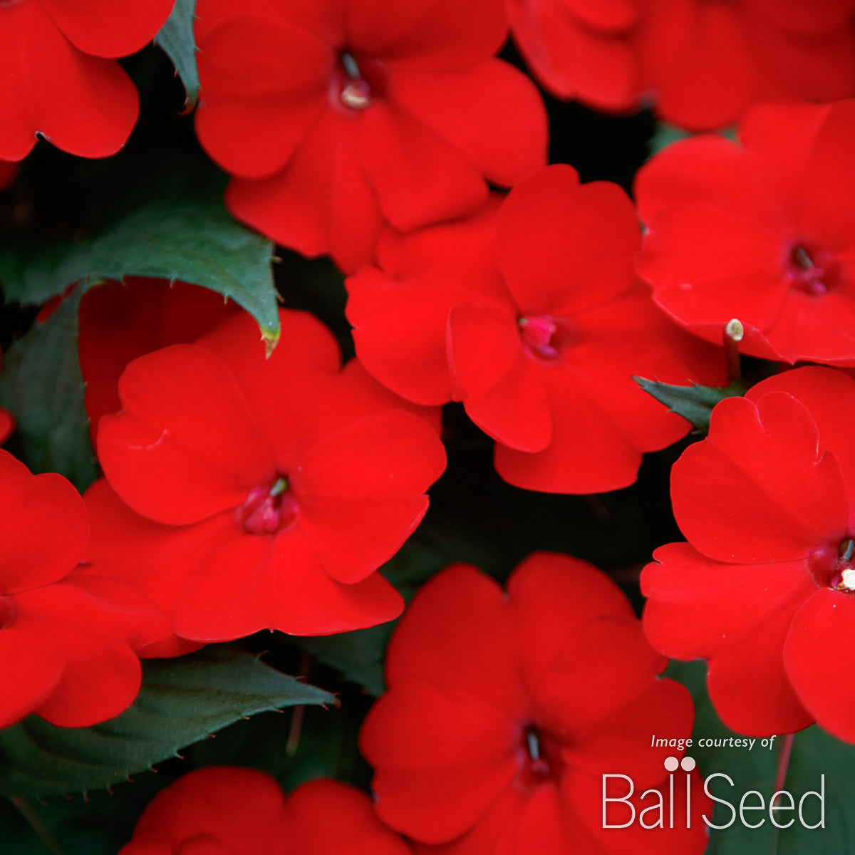 Impatiens Compact Deep Red Qrt. Sunpatiens CF – Cornell Farm