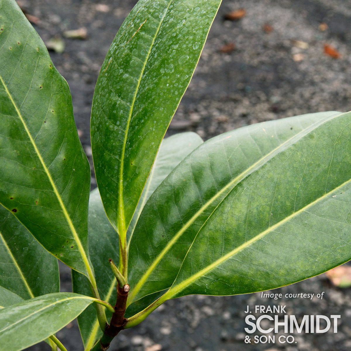 Magnolia Edith Bogue 1.5in 15gal – Cornell Farm