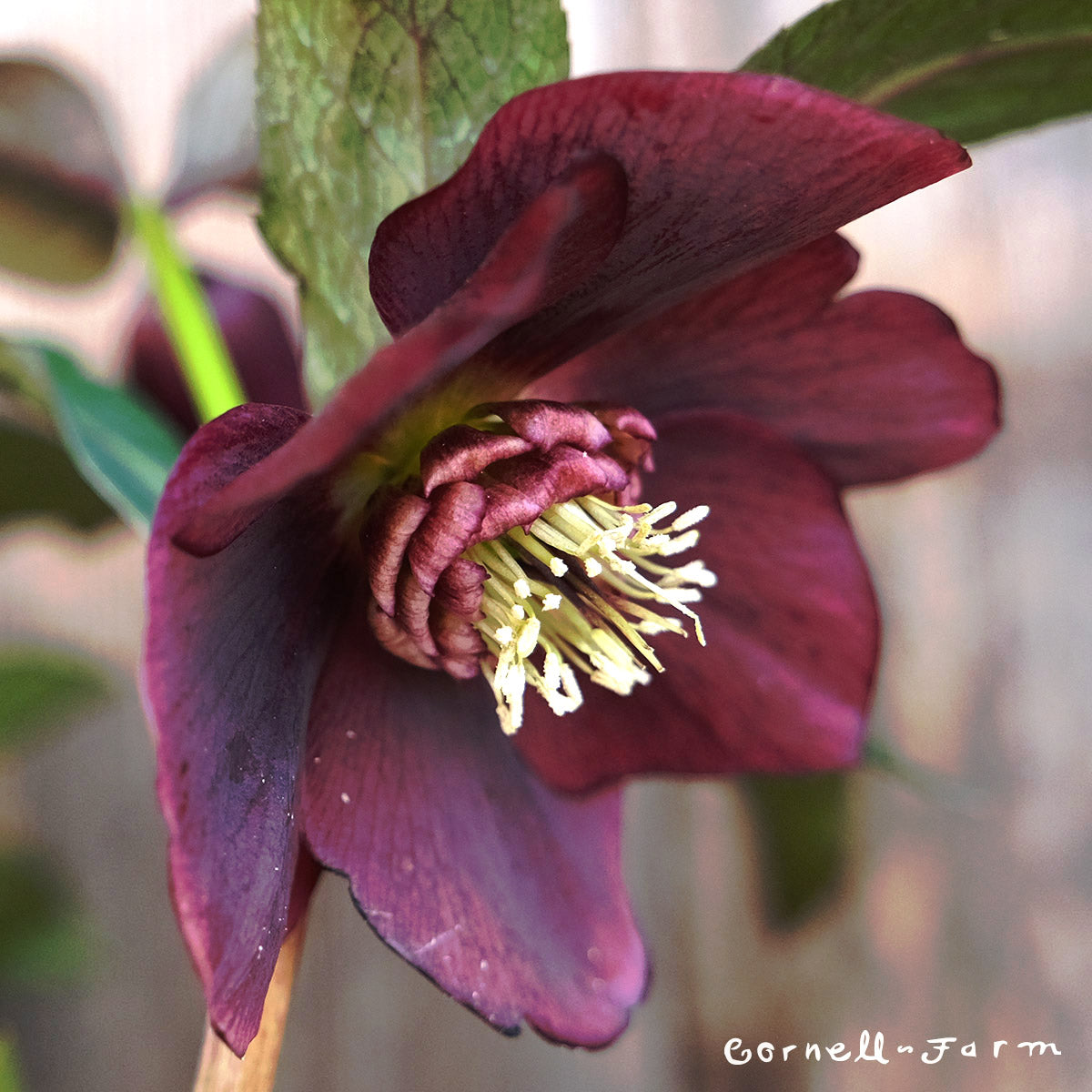 Helleborus Ruby Wine WJ 1gal Winter Jewels – Cornell Farm