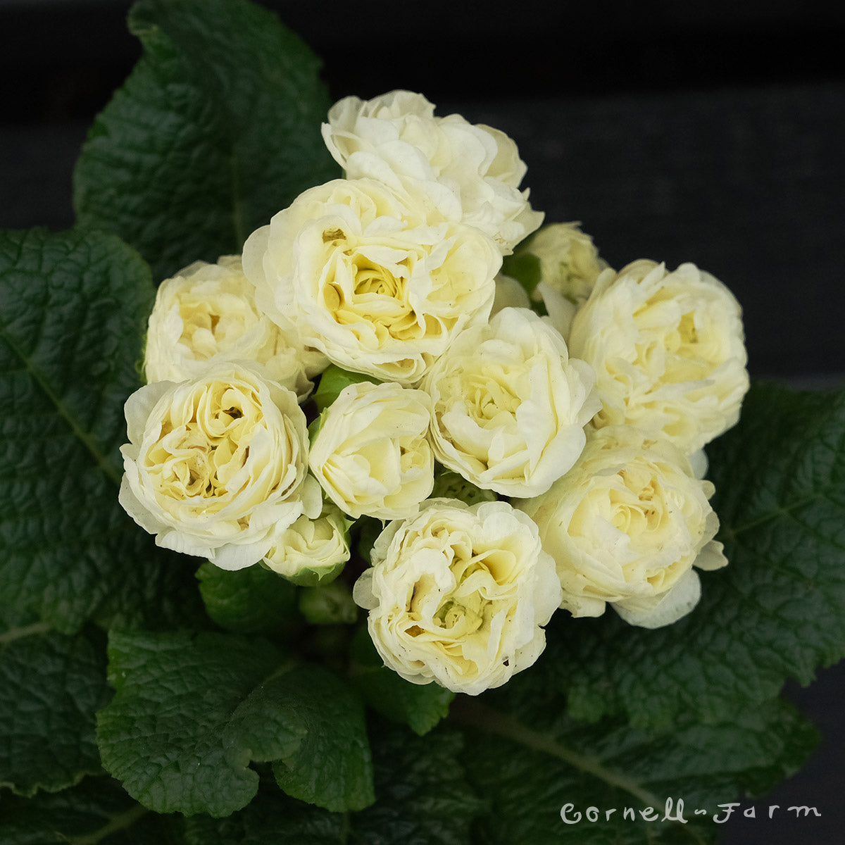 Primula v Belarina Cream Qrt – Cornell Farm