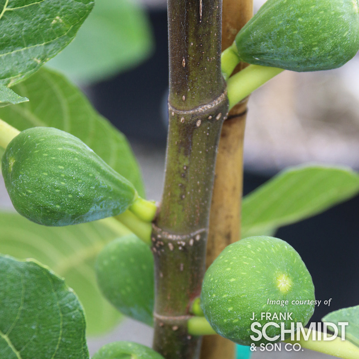 Fig Desert King 2gal Ficus – Cornell Farm