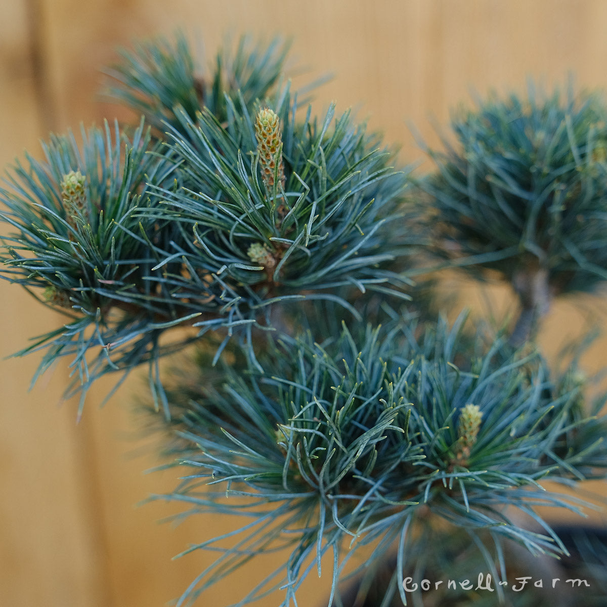Pinus strobus Cortland Rose 1gal Eastern White Pine – Cornell Farm