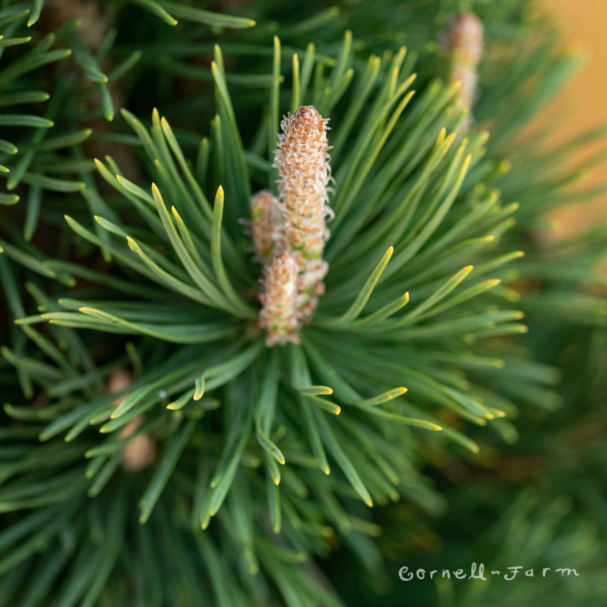 Pinus mugo Tannenbaum 6gal Mugo Pine – Cornell Farm