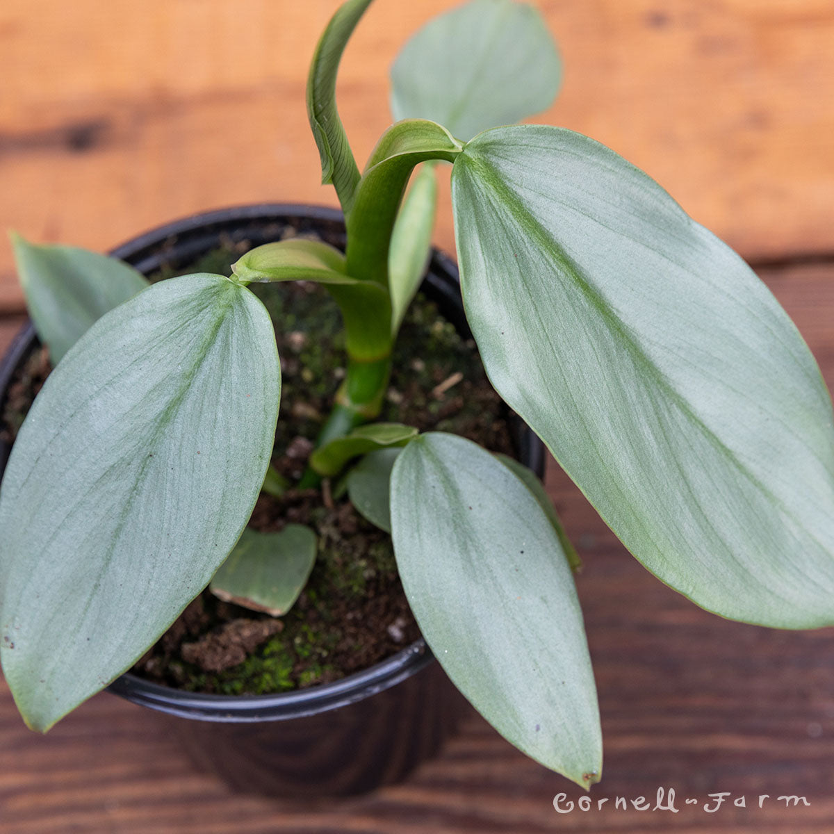 Philodendron hastatum 4in Silver Sword – Cornell Farm