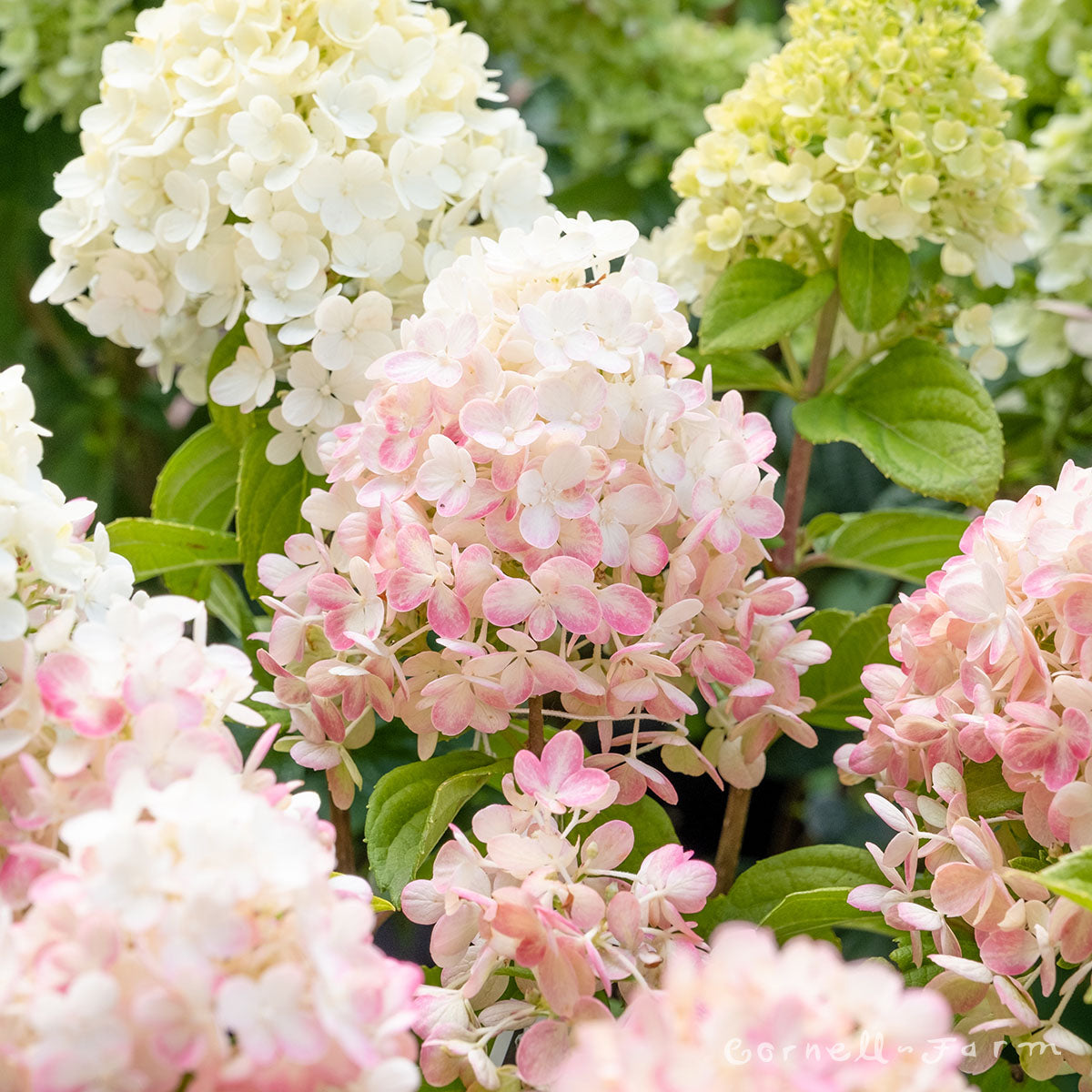 Hydrangea p. Little Lime Punch 3gal – Cornell Farm