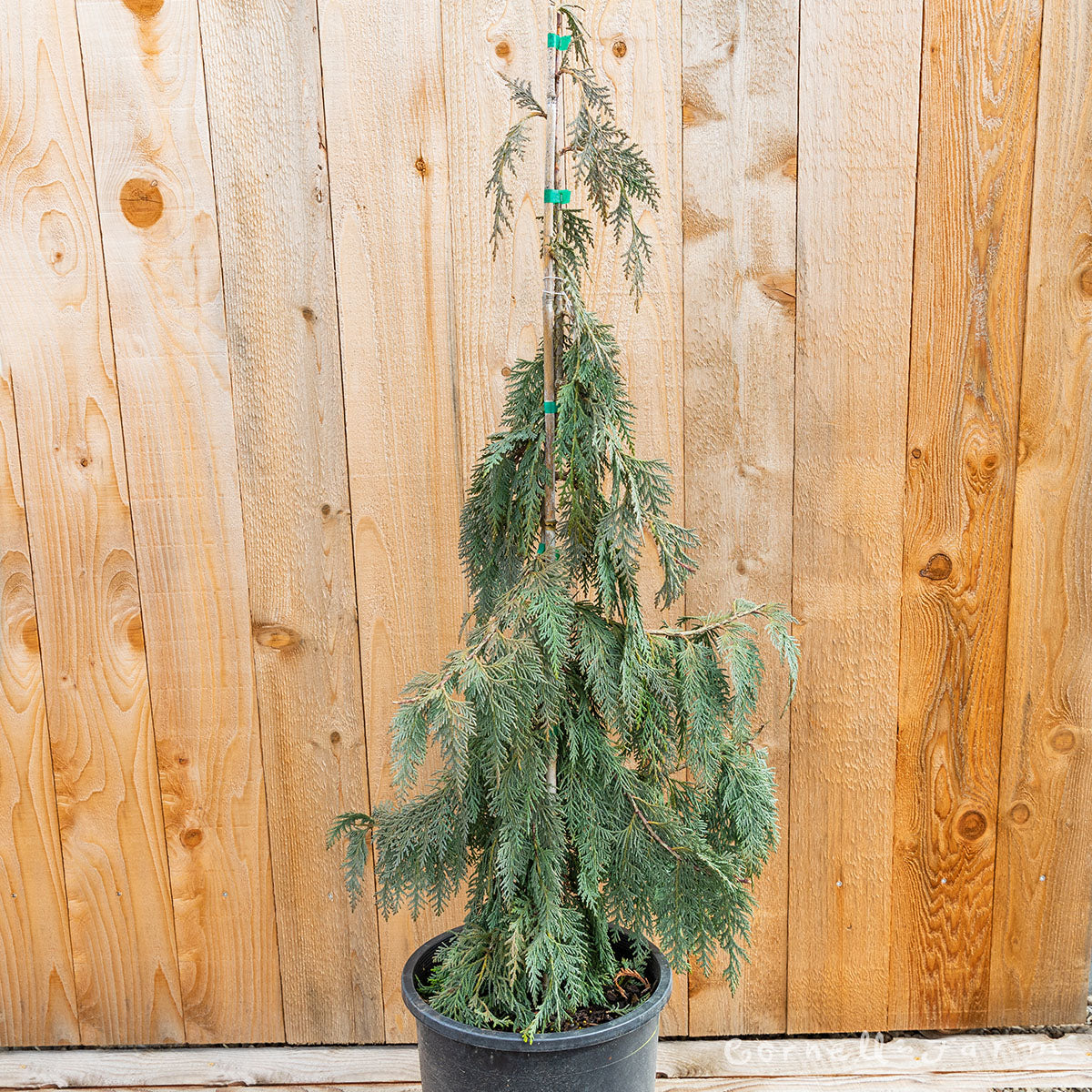 Chamaecyparis n. Green Arrow 5gal Weeping Alaskan Cedar – Cornell Farm