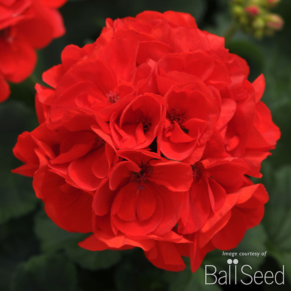 Geranium Zonal Dynamo Scarlet Qrt. CF – Cornell Farm