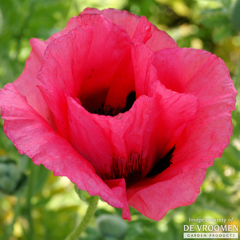 Papaver o. Raspberry Queen 1gal CF Poppy – Cornell Farm