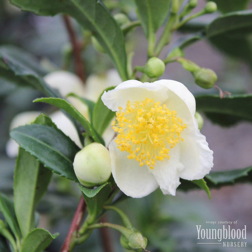 Tea Tree Camellia sinensis 5gal – Cornell Farm