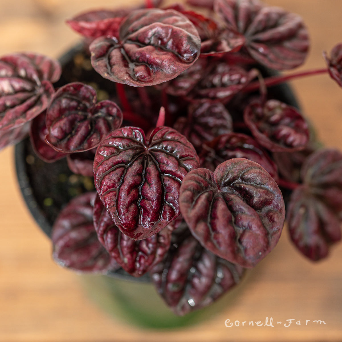 Peperomia caperata 4in Purple Ripple Red Luna – Cornell Farm