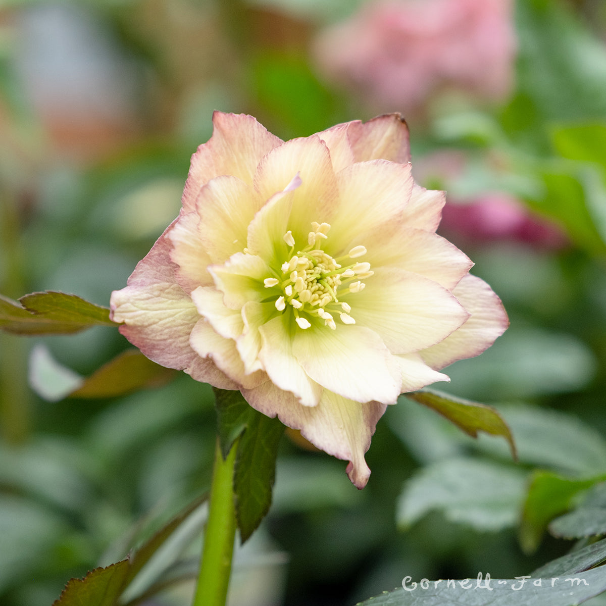 Helleborus Mother of Bride 1gal. Wedding Party – Cornell Farm